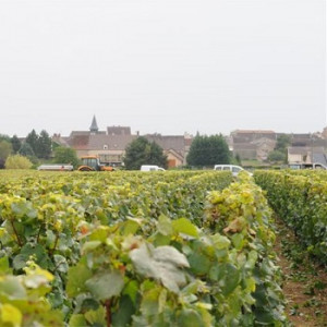 Louis Carillon - Producers